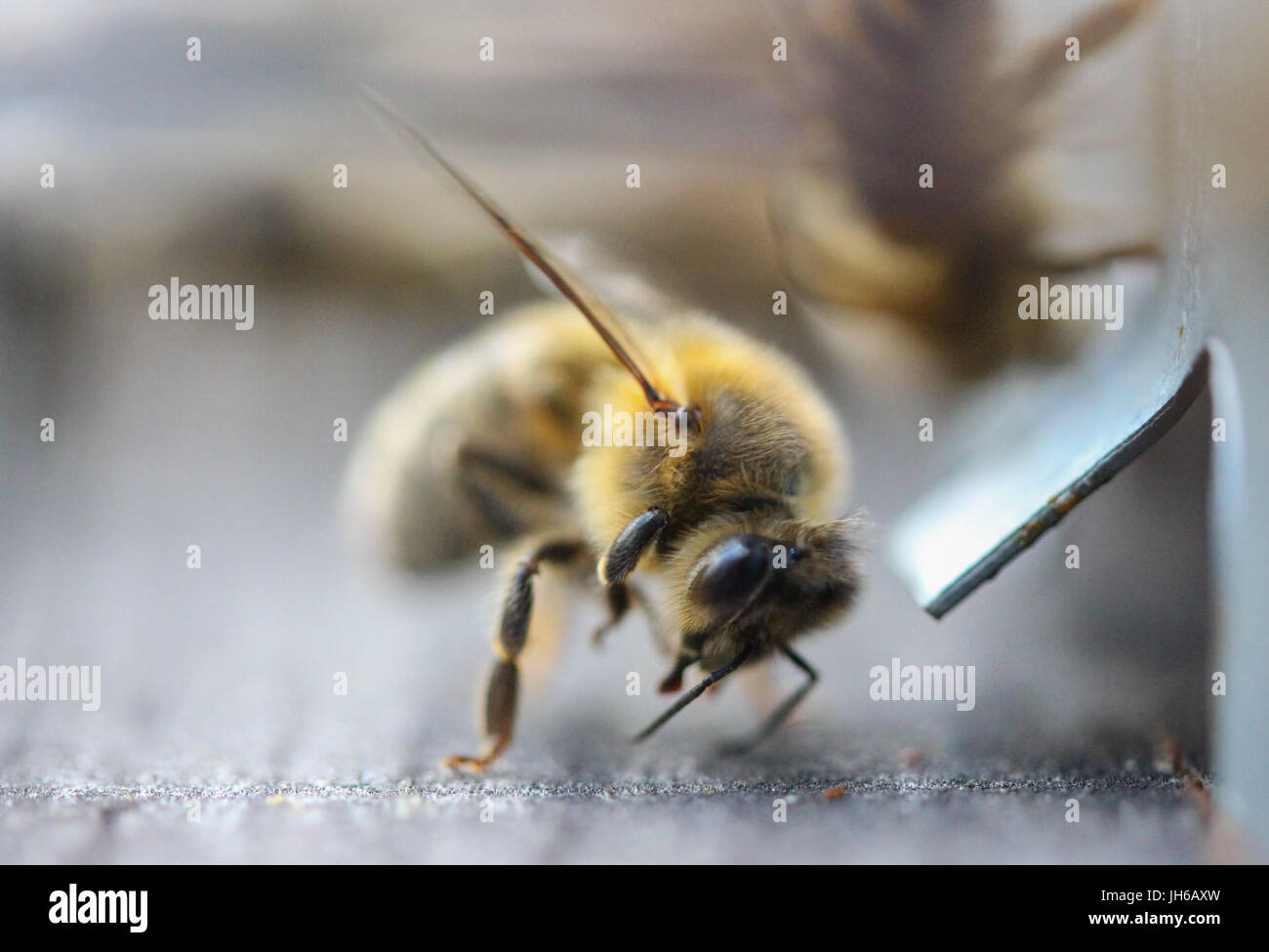 Beekeeper feed honeybees hi-res stock photography and images - Alamy
