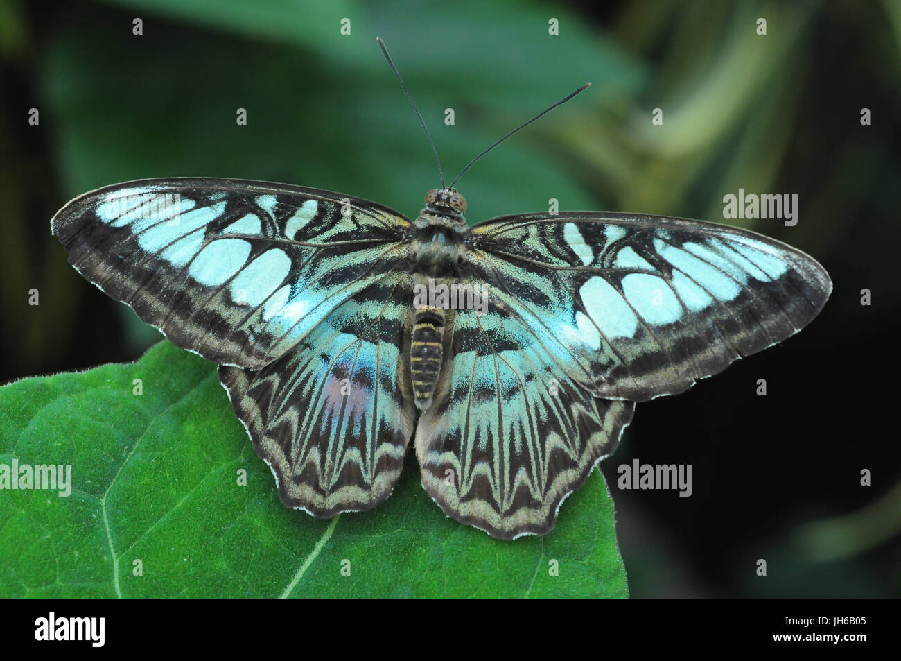 A blue butterfly perched on a leaf with its wings outstretched Stock ...