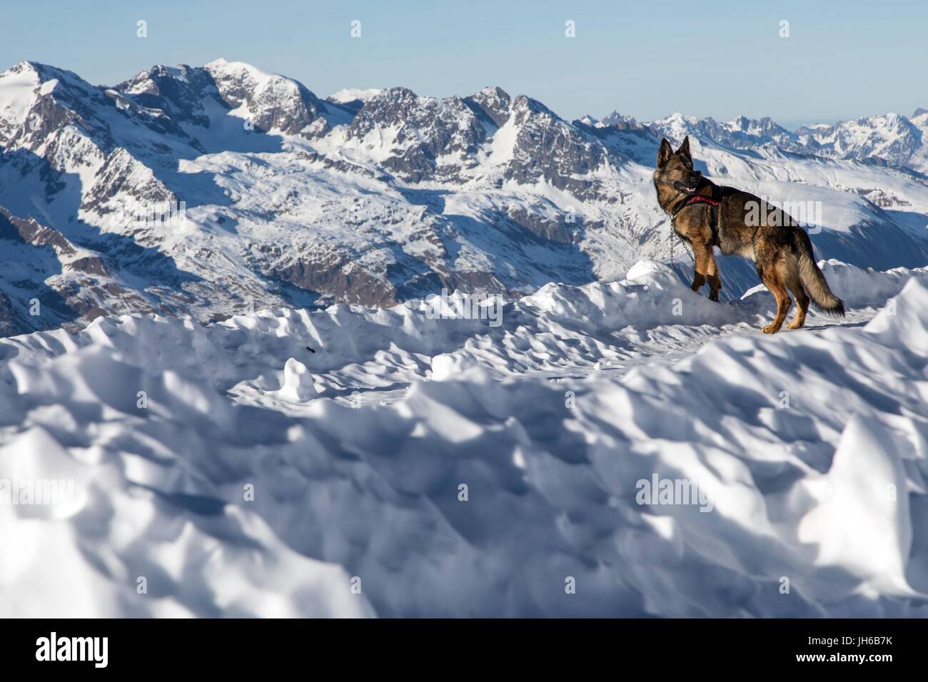 AVALANCHE RESCUE WITH THE DOG HANDLERS Stock Photo - Alamy