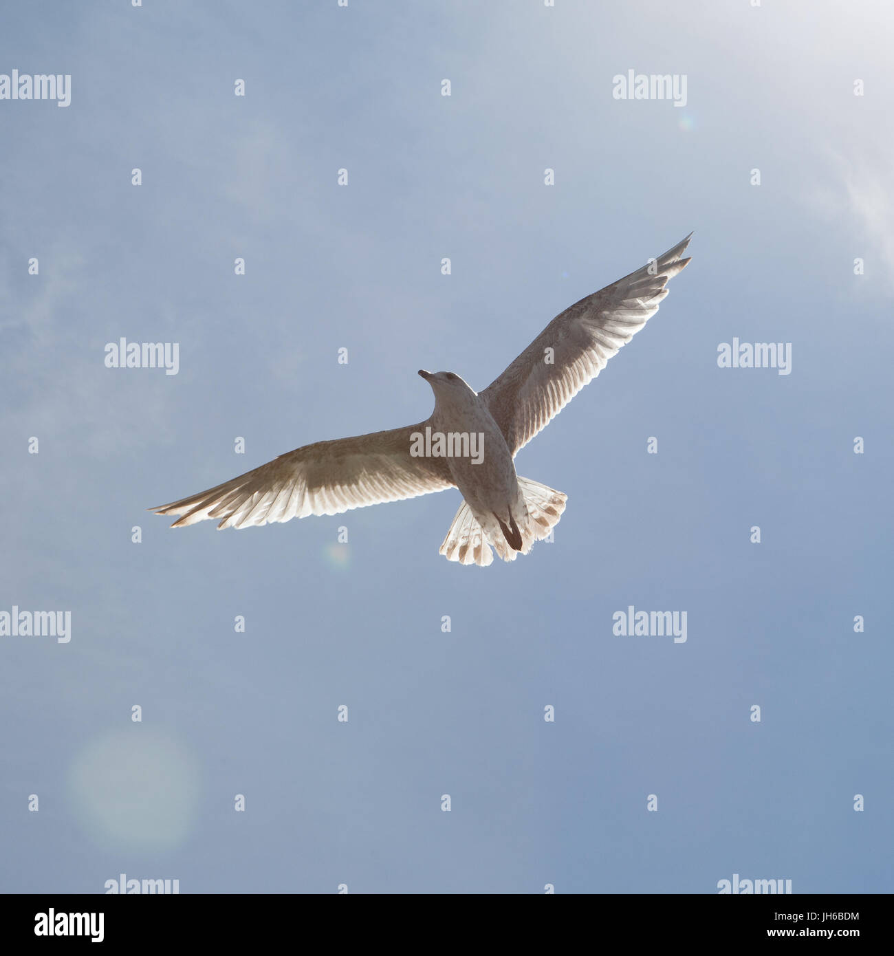 Bird Flying high in the sky Stock Photo - Alamy