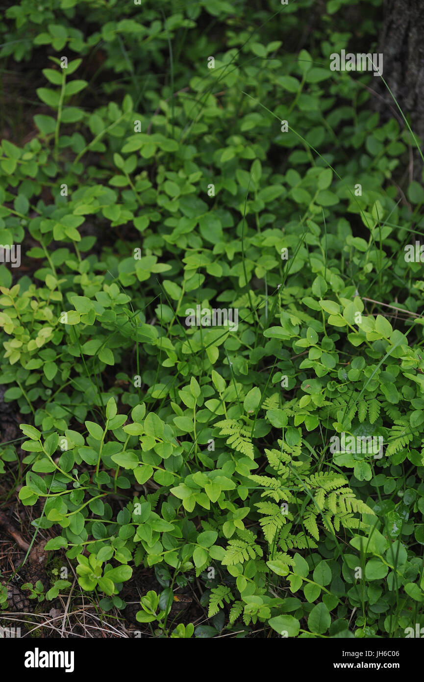 Fresh wild blueberry hi-res stock photography and images - Alamy