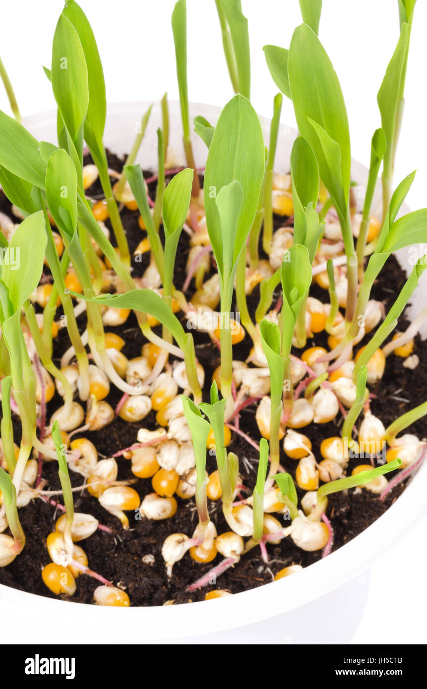 Popcorn sprouts hi-res stock photography and images - Alamy