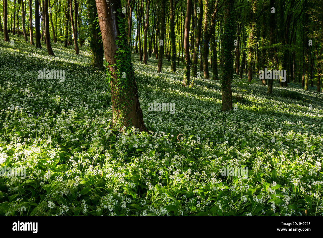 Wild Garlic covering a forest floor in the small village of ...
