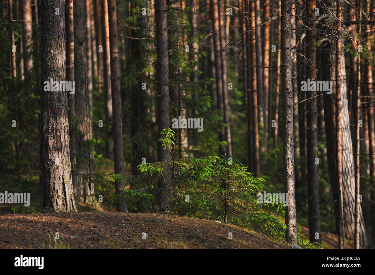 Forest landscape at evening sun Stock Photo - Alamy