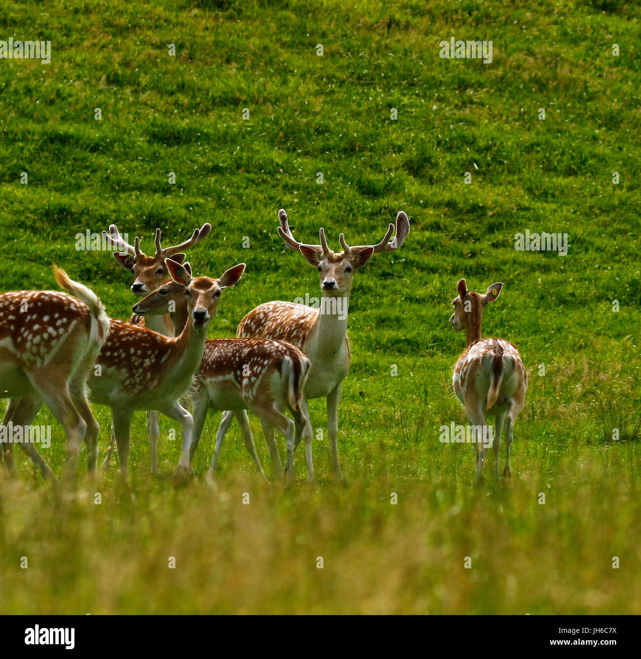 Magnificent fallow deer in a parkland setting in spotty summer coats ...