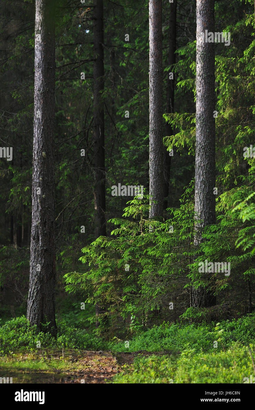 Forest landscape at evening sun Stock Photo - Alamy