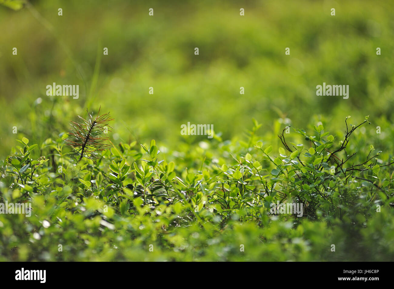 sprouts blueberry bushes in the forest in the evening Stock Photo - Alamy