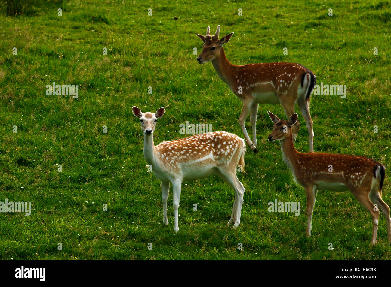 Magnificent fallow deer in a parkland setting in spotty summer coats ...