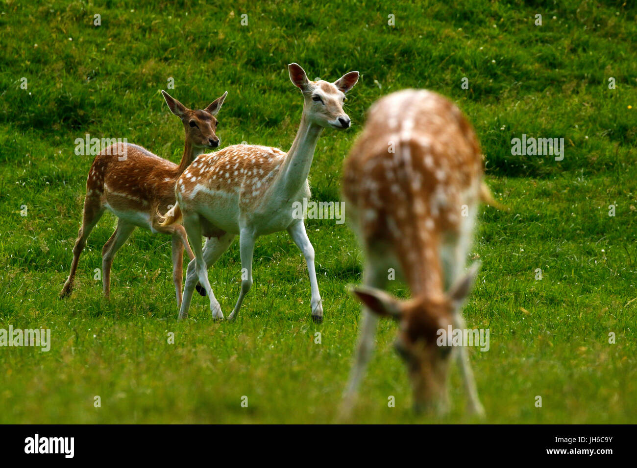 Magnificent fallow deer in a parkland setting in spotty summer coats ...