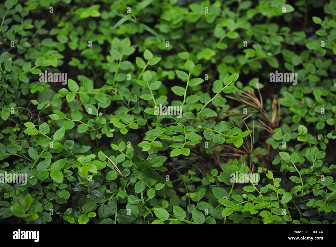 sprouts blueberry bushes in the forest in the evening Stock Photo - Alamy