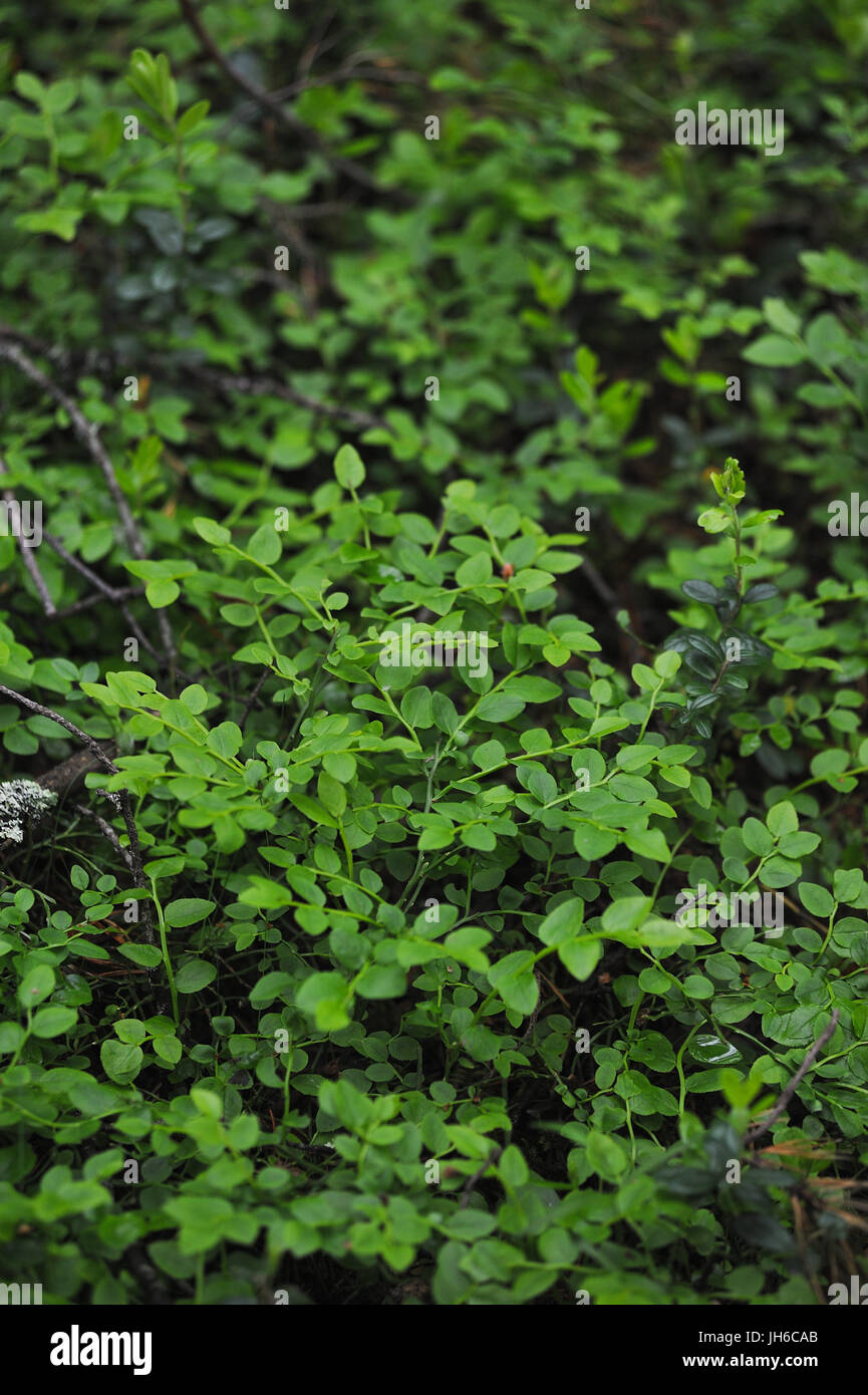 sprouts blueberry bushes in the forest in the evening Stock Photo - Alamy