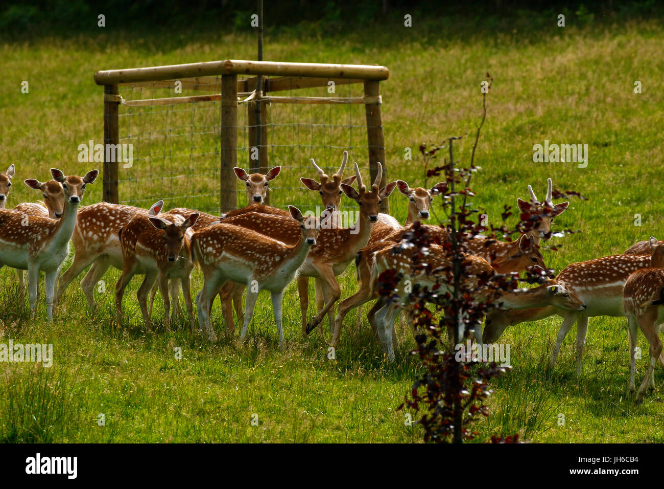 Magnificent fallow deer in a parkland setting in spotty summer coats ...