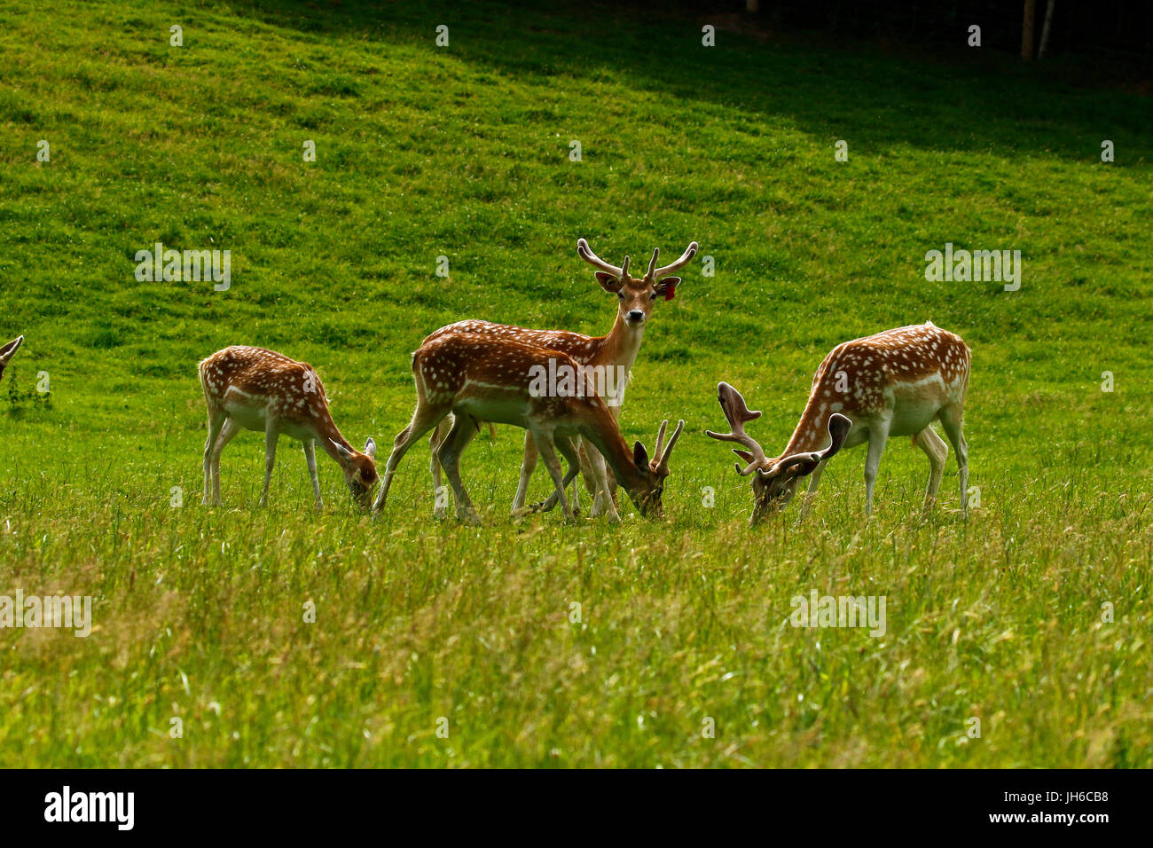 Magnificent fallow deer in a parkland setting in spotty summer coats ...