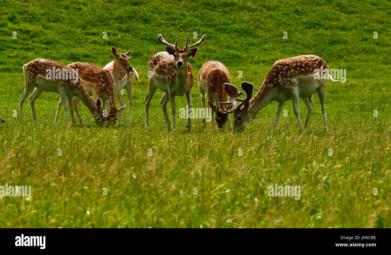 Magnificent fallow deer in a parkland setting in spotty summer coats ...