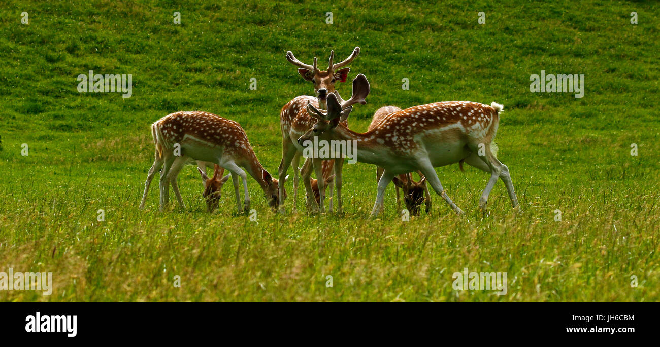Magnificent fallow deer in a parkland setting in spotty summer coats ...