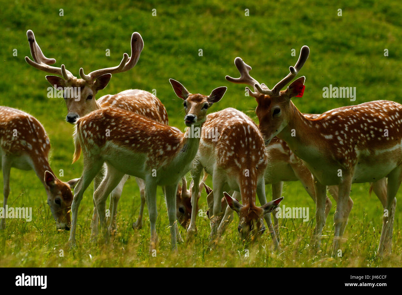 Magnificent fallow deer in a parkland setting in spotty summer coats ...