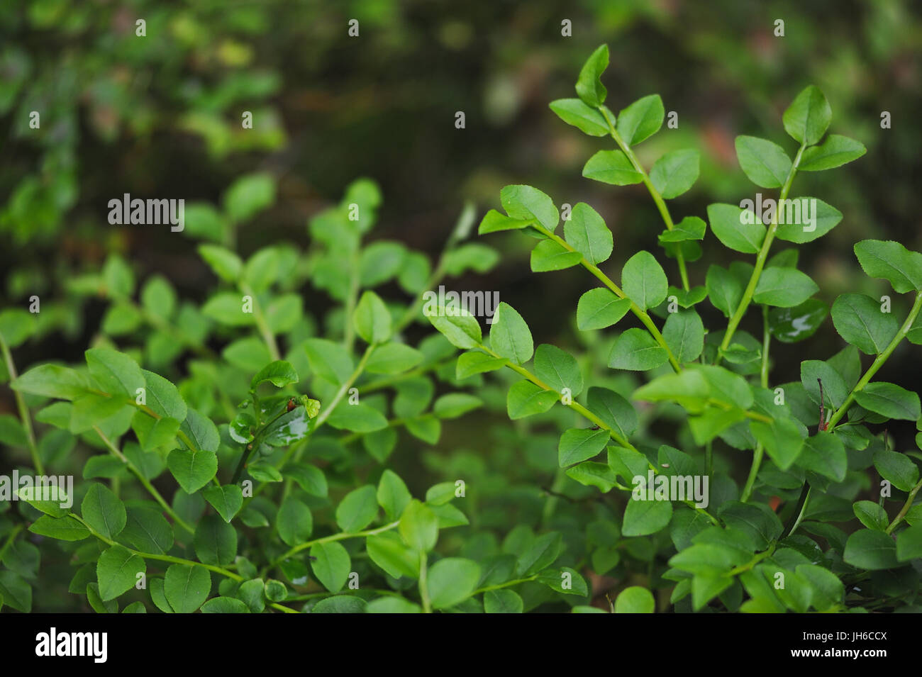 sprouts blueberry bushes in the forest in the evening Stock Photo - Alamy