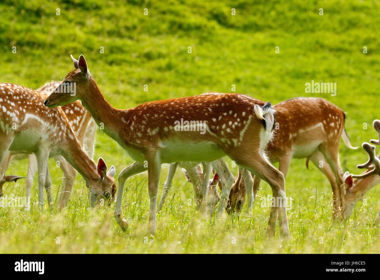 Magnificent fallow deer in a parkland setting in spotty summer coats ...
