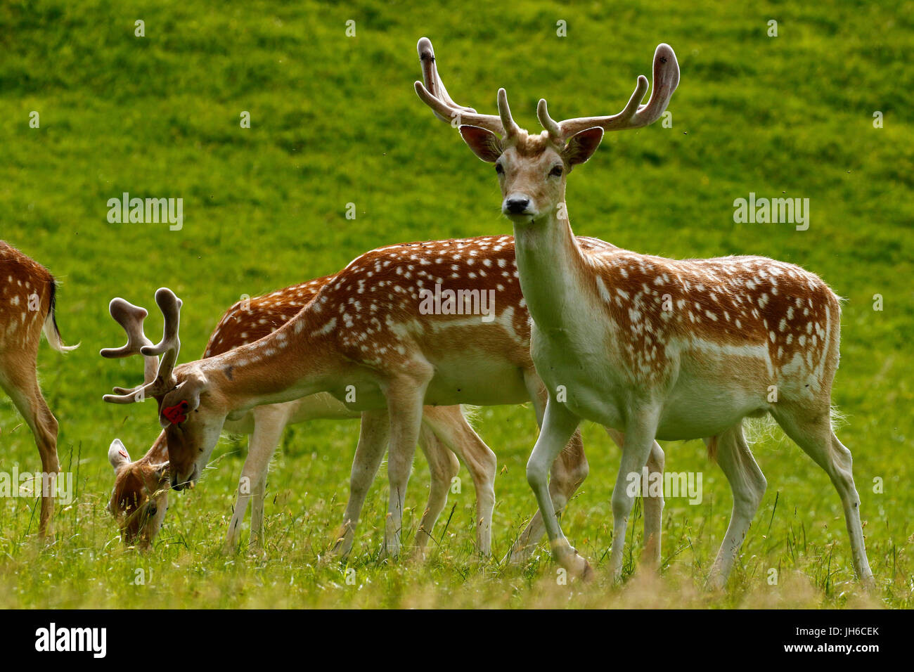 Magnificent fallow deer in a parkland setting in spotty summer coats ...