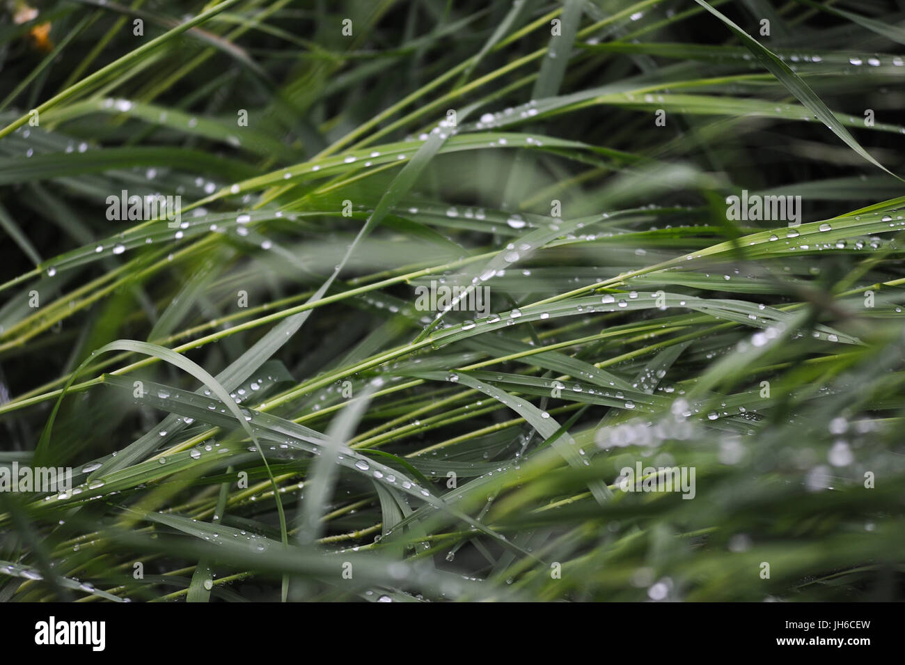 Close up background. Wet grass with big rain drops Stock Photo - Alamy