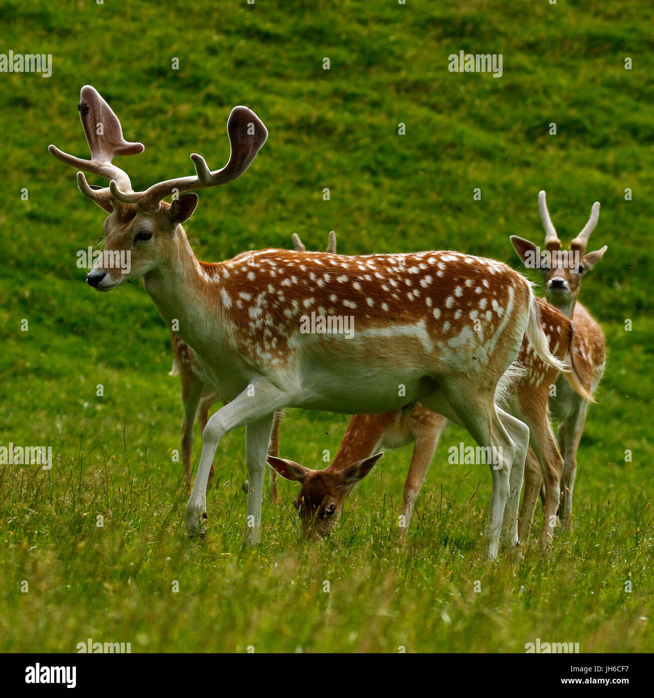 Magnificent fallow deer in a parkland setting in spotty summer coats ...