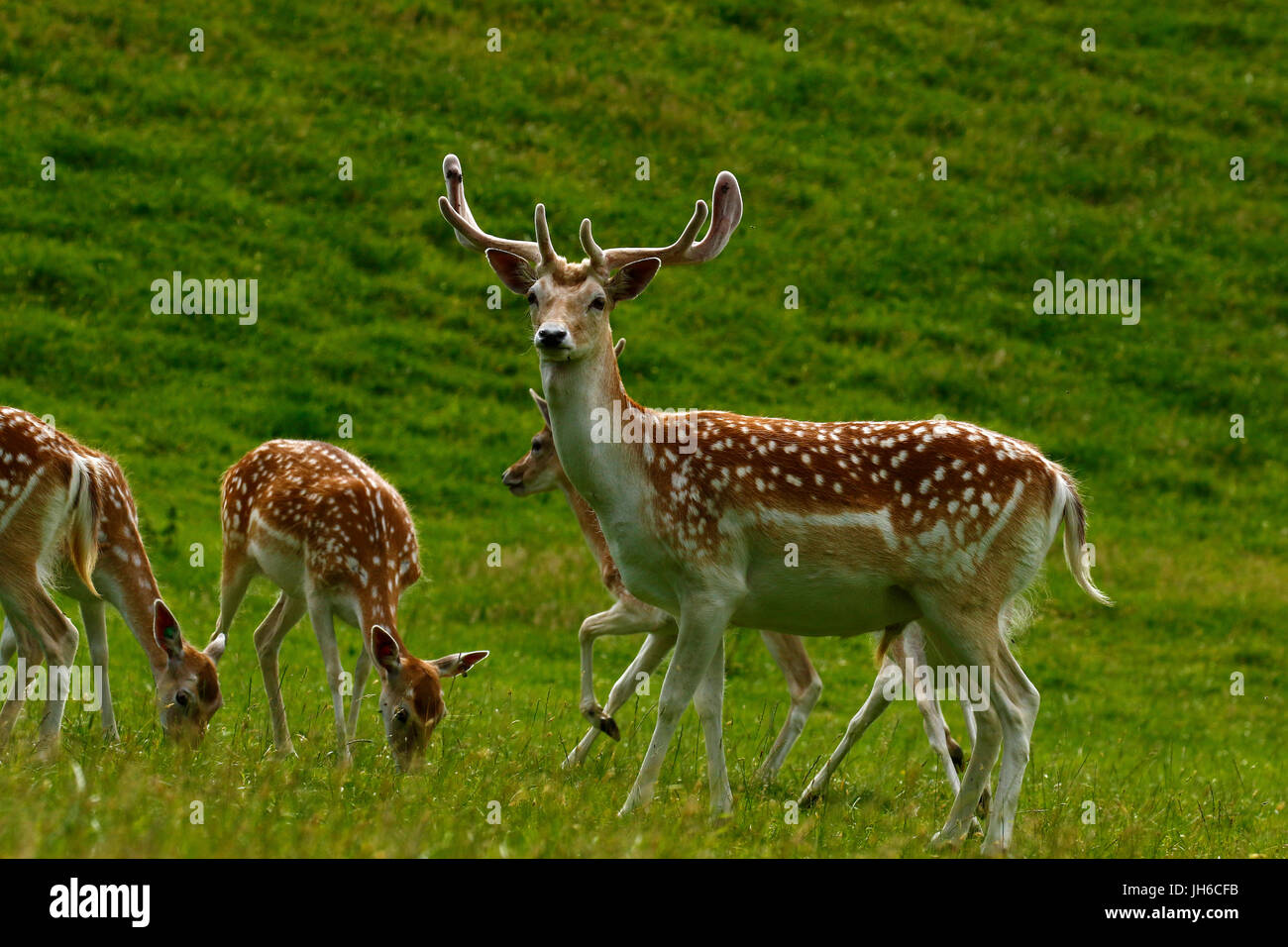 Magnificent fallow deer in a parkland setting in spotty summer coats ...