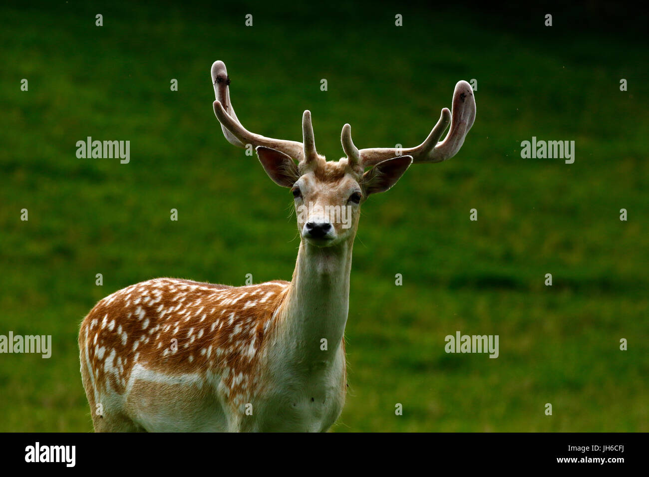Magnificent fallow deer in a parkland setting in spotty summer coats ...