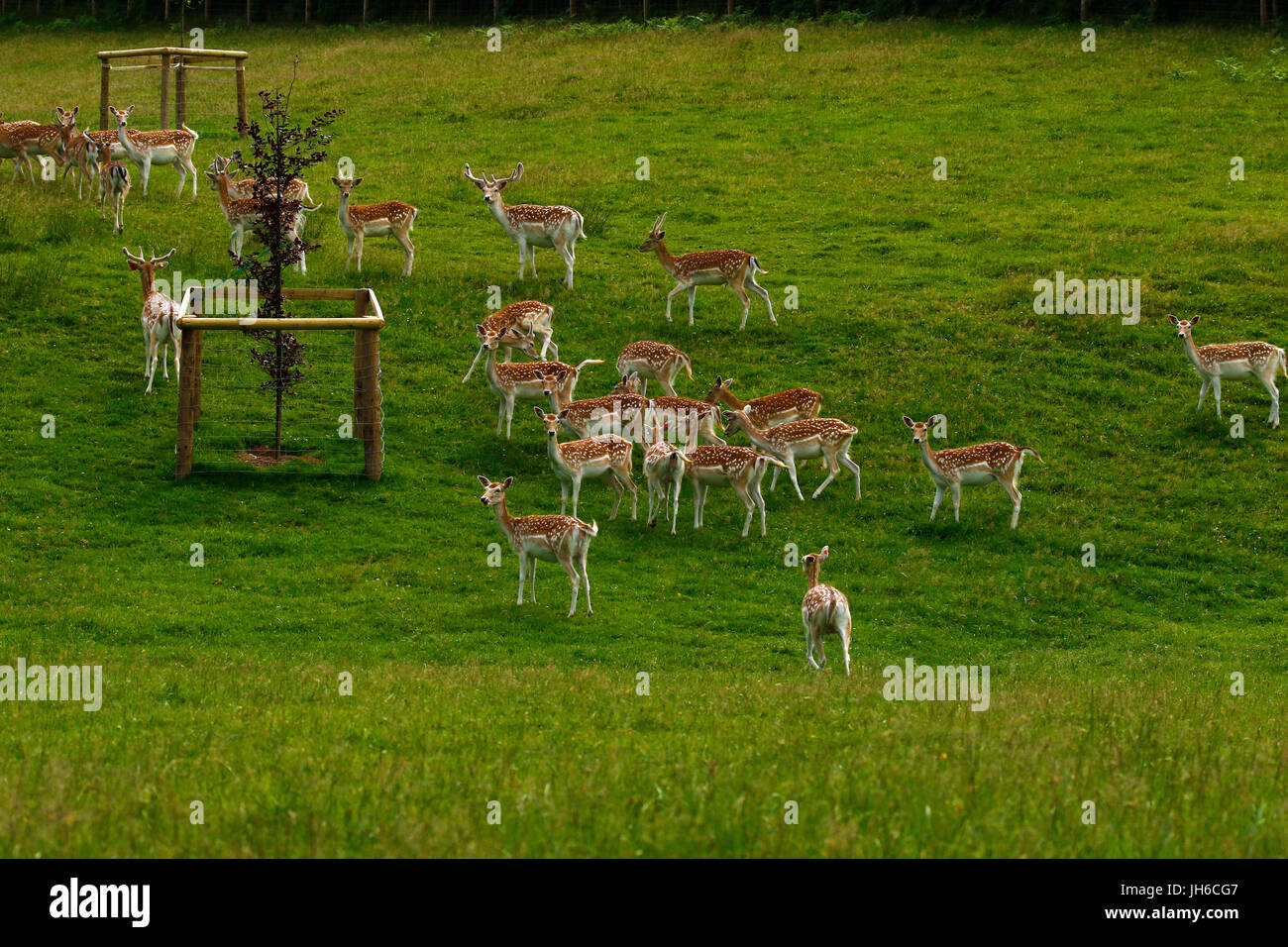 Magnificent fallow deer in a parkland setting in spotty summer coats ...