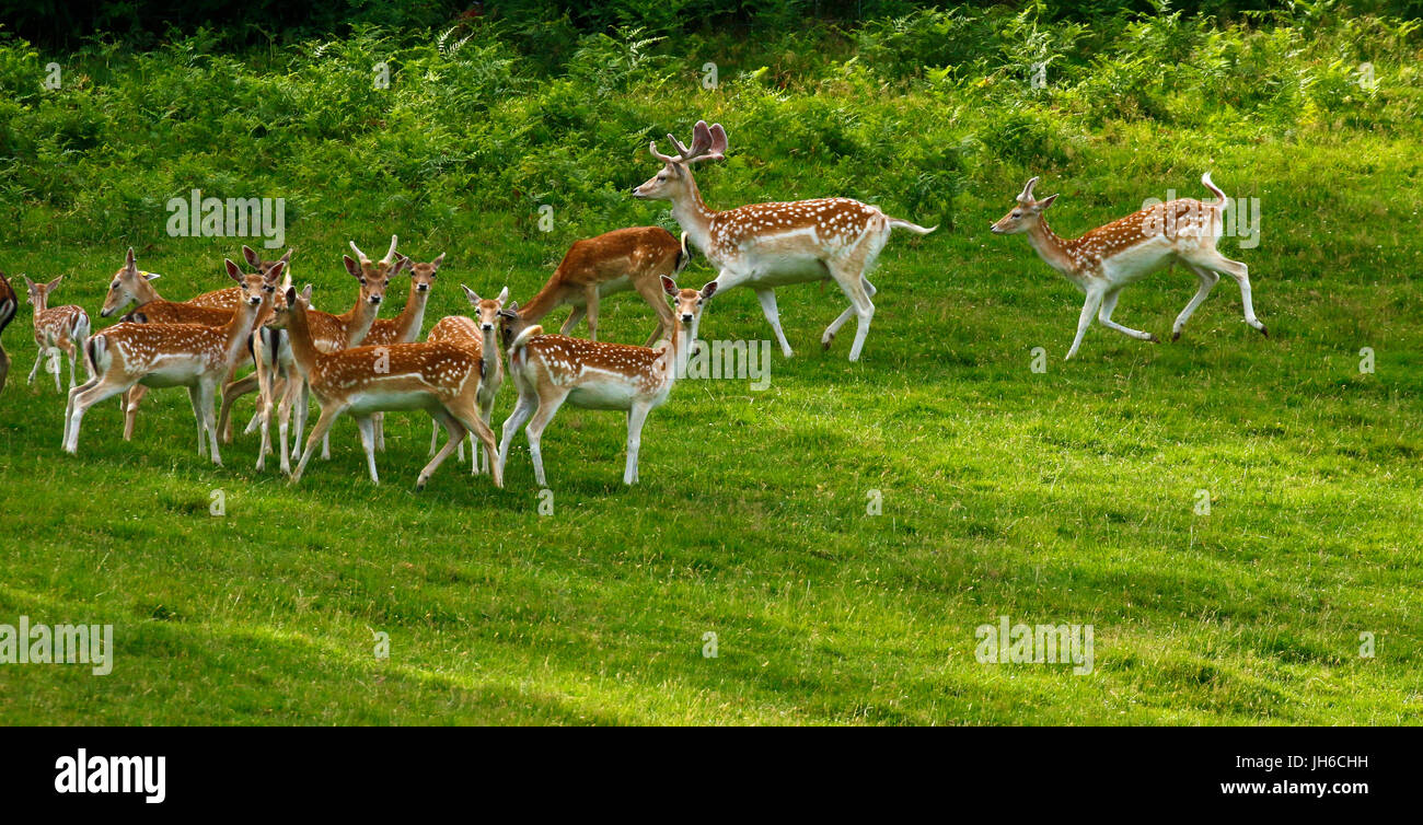 Magnificent fallow deer in a parkland setting in spotty summer coats ...