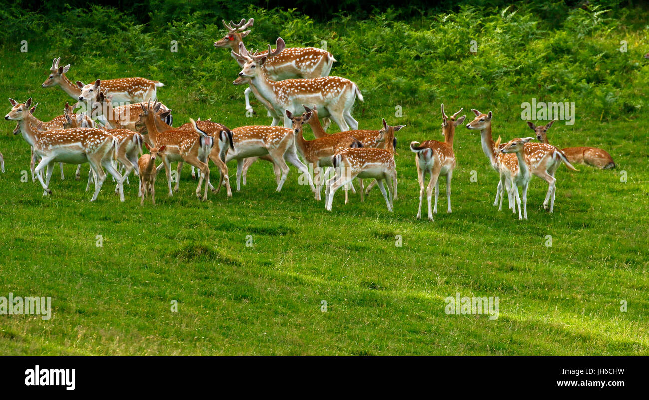 Magnificent fallow deer in a parkland setting in spotty summer coats ...