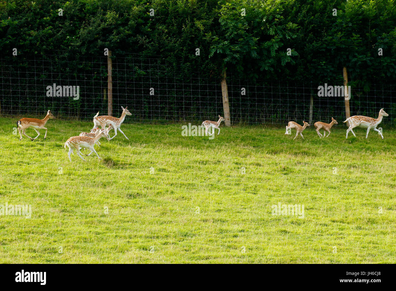 Magnificent fallow deer in a parkland setting in spotty summer coats ...