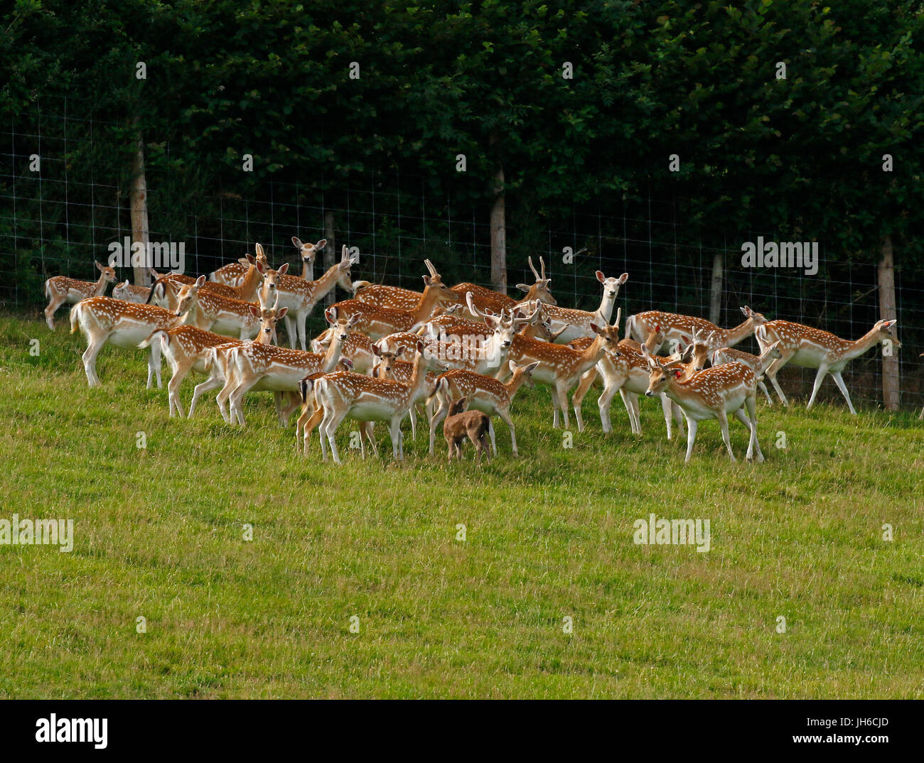 Magnificent fallow deer in a parkland setting in spotty summer coats ...