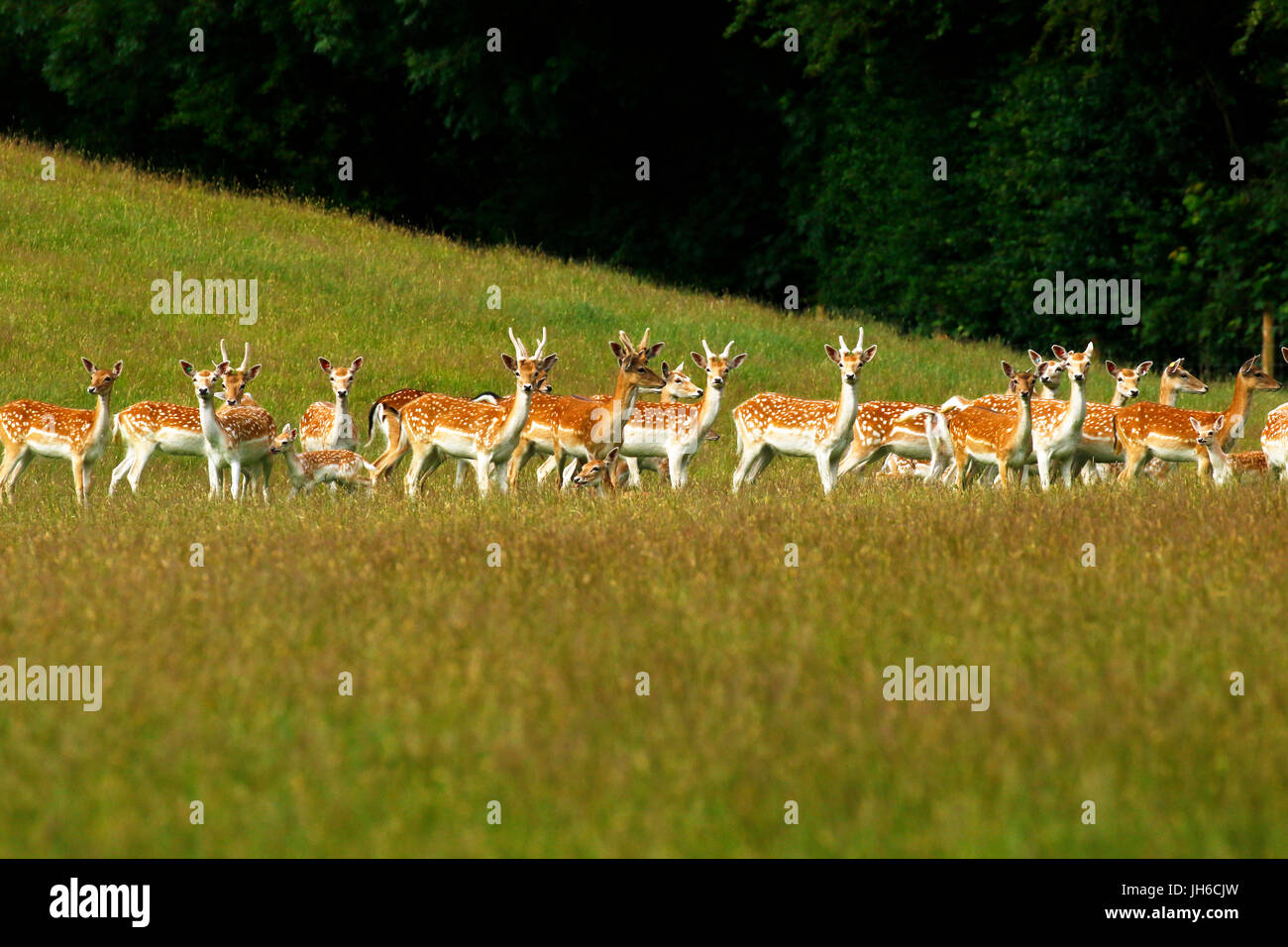 Spotty coats hi-res stock photography and images - Alamy
