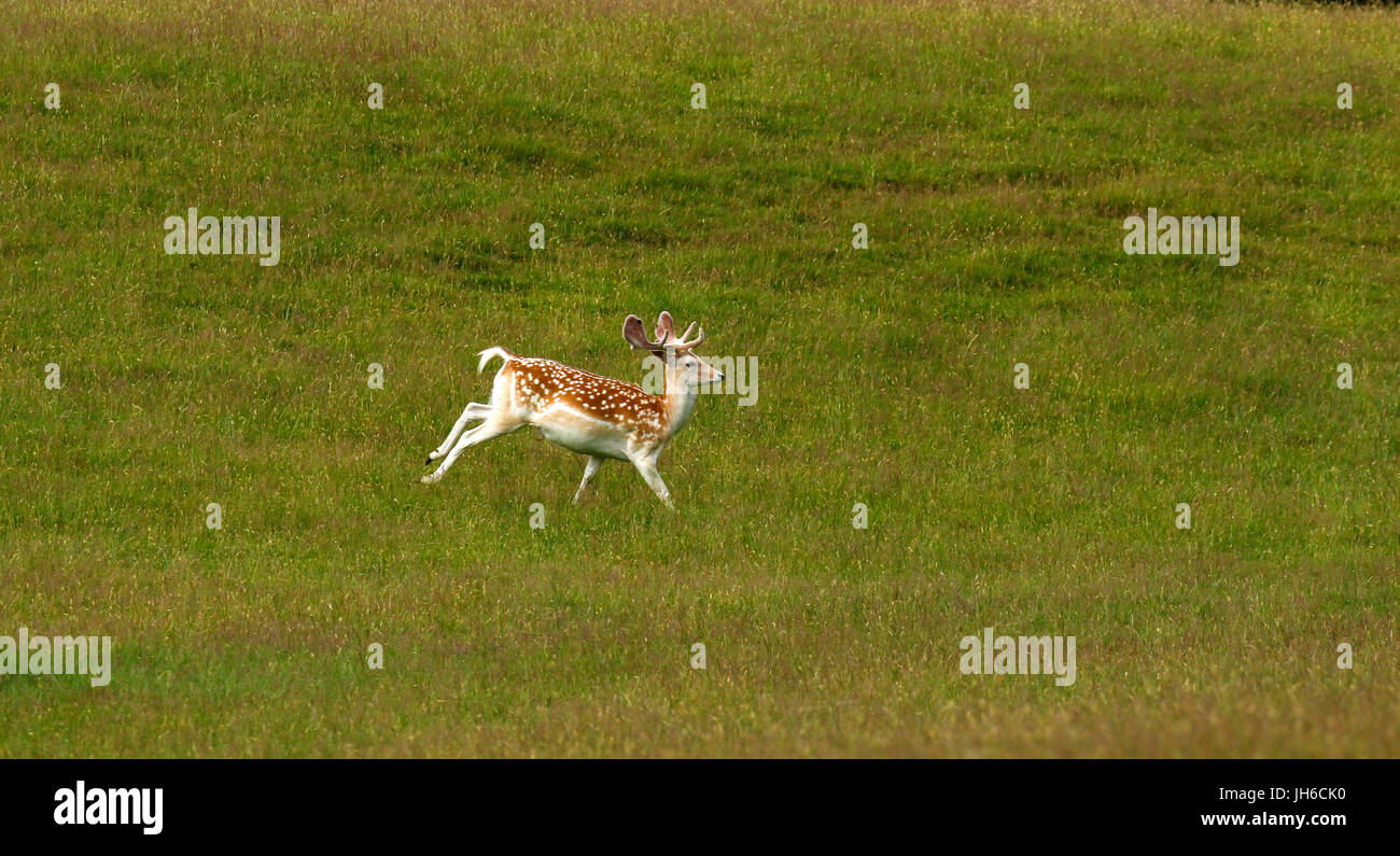 Magnificent fallow deer in a parkland setting in spotty summer coats ...