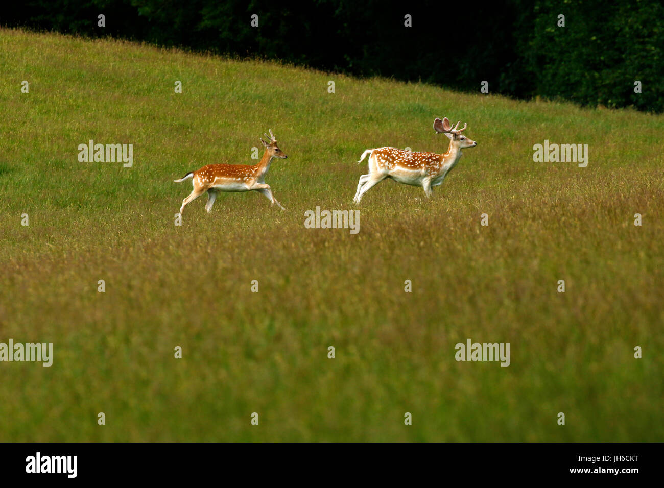 Magnificent fallow deer in a parkland setting in spotty summer coats ...