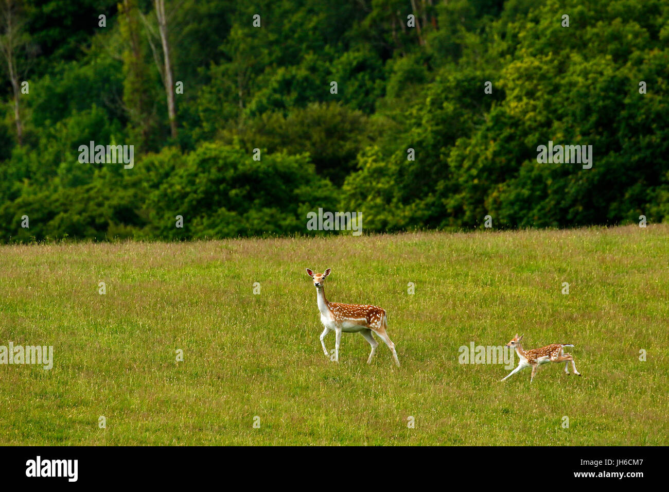 Magnificent fallow deer in a parkland setting in spotty summer coats ...