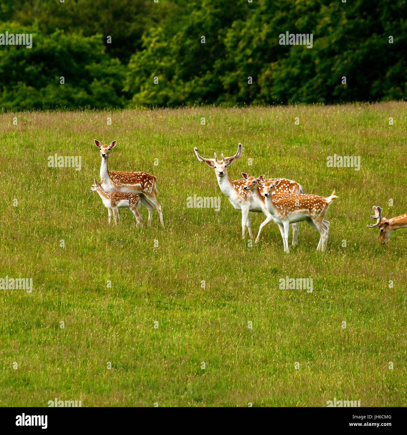 Magnificent fallow deer in a parkland setting in spotty summer coats ...