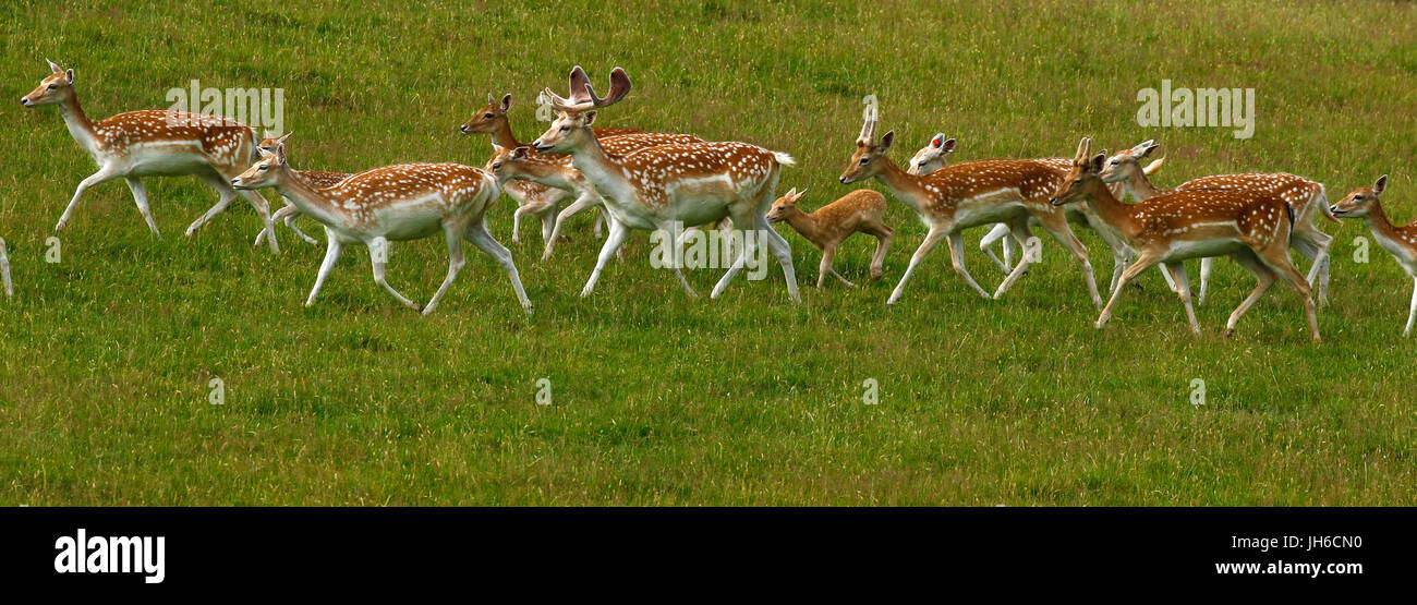 Magnificent fallow deer in a parkland setting in spotty summer coats ...