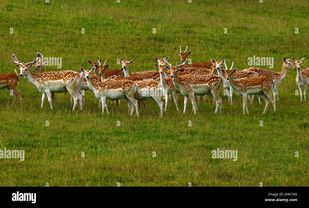 Magnificent fallow deer in a parkland setting in spotty summer coats ...