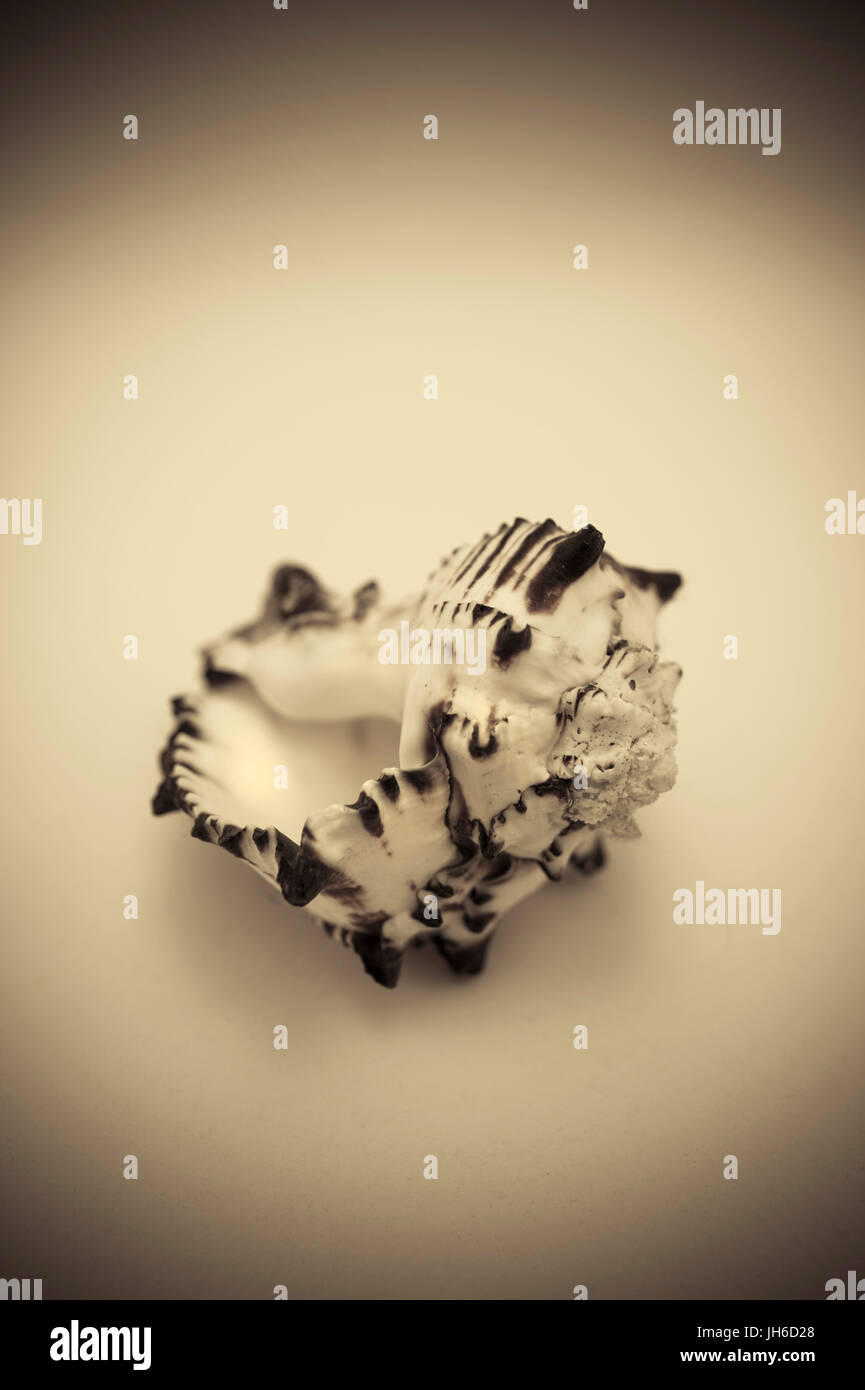 Sea shell on plain light background Stock Photo - Alamy
