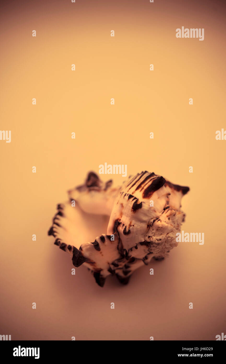 Sea shell on plain light background Stock Photo - Alamy