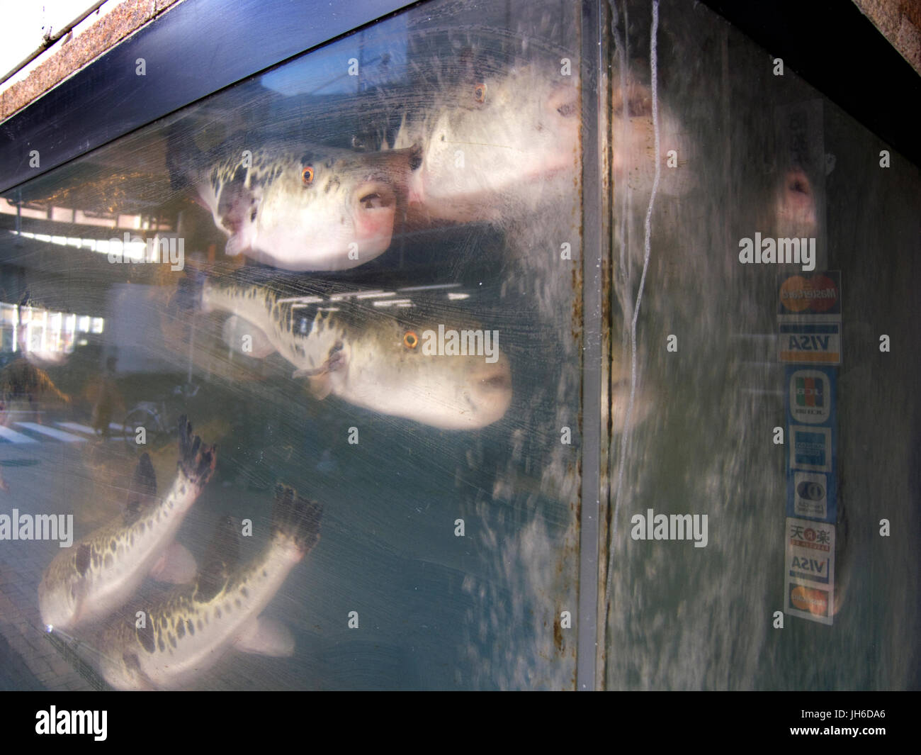 Fuku fish in a restaurant in Asakusa area, Tokyo Stock Photo - Alamy