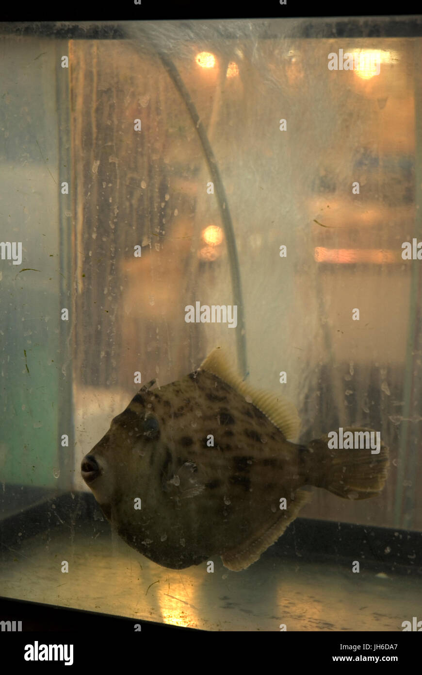 Fish in aquarium at Tokyo Tsukiji fish market Stock Photo - Alamy