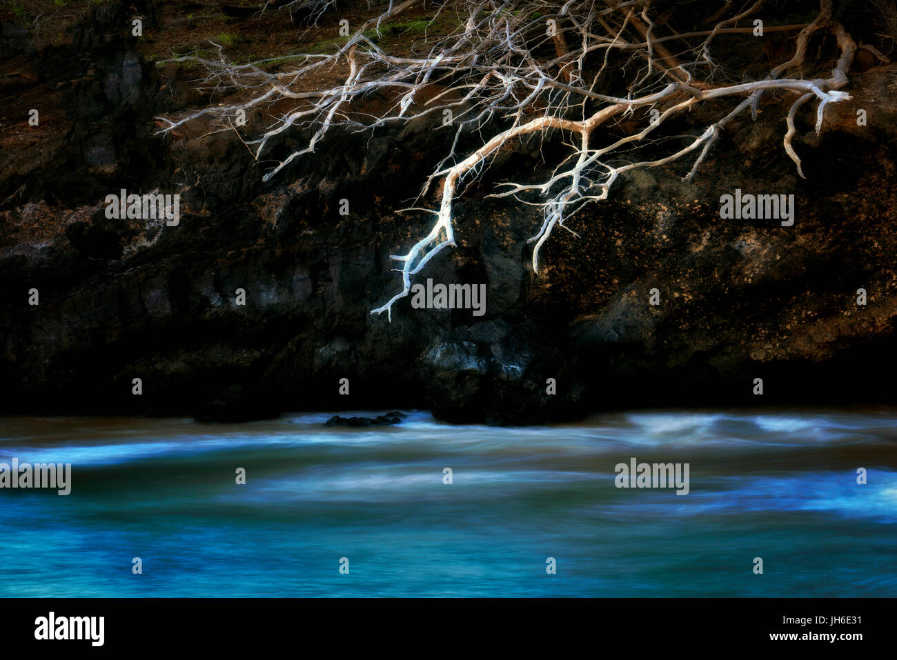 Rotts of tree and ocean. Hawaii. The big Island Stock Photo - Alamy