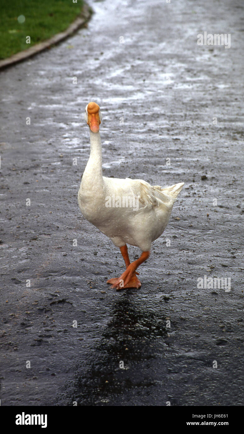 Goose race hi-res stock photography and images - Alamy