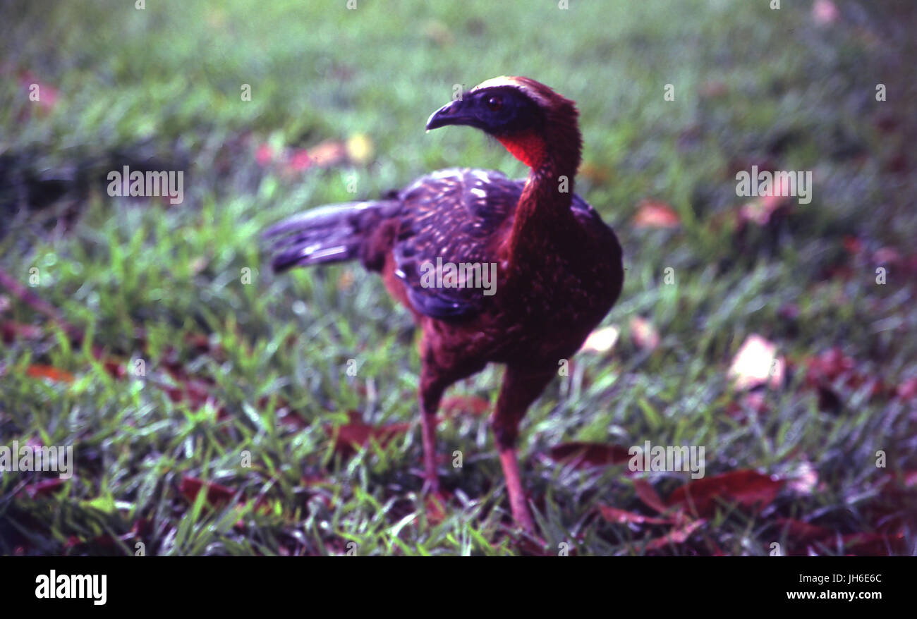 Jacutinga hi-res stock photography and images - Alamy