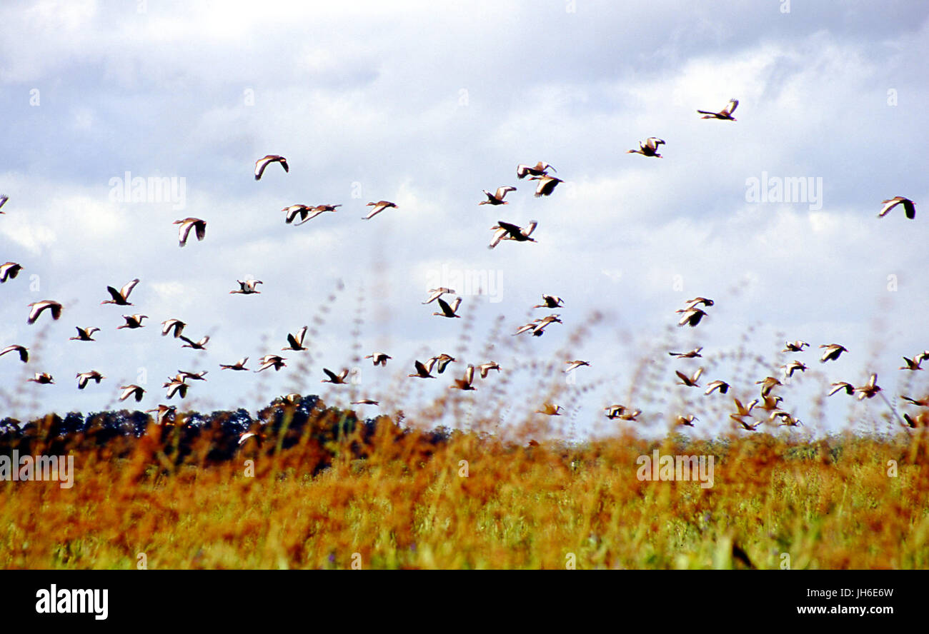 Birds of amazonia hi-res stock photography and images - Alamy