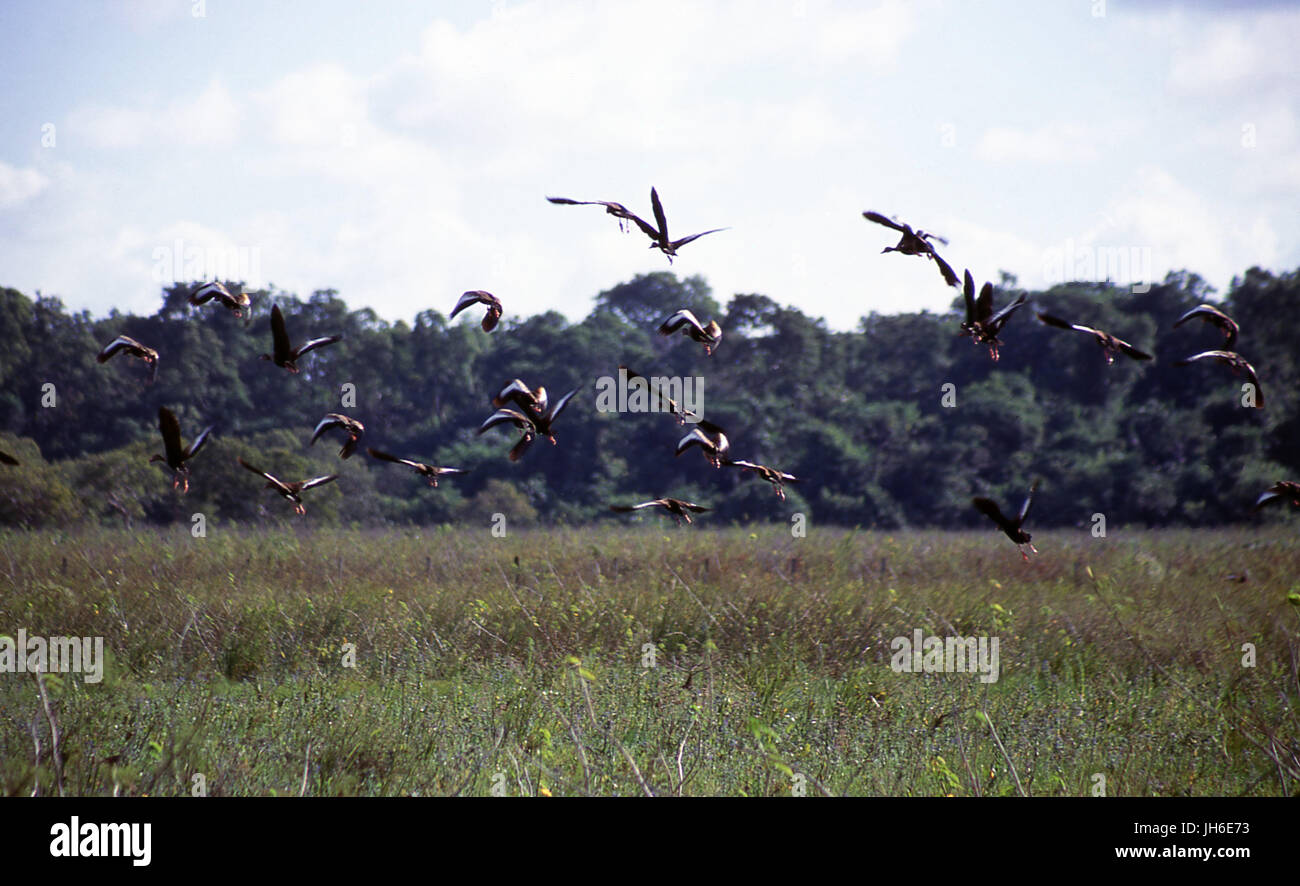 Birds of amazonia hi-res stock photography and images - Alamy