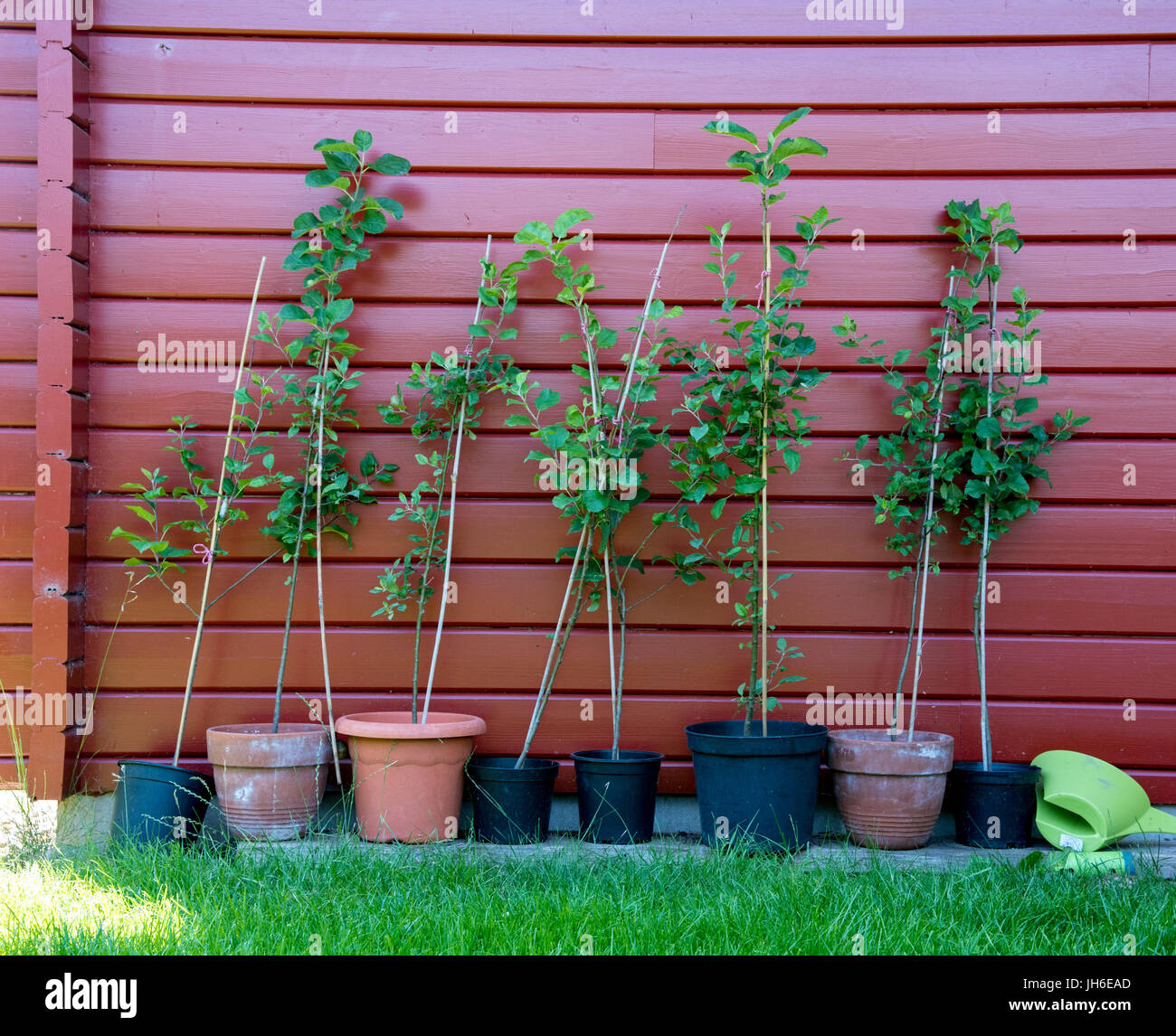 Apple trees in pots hi-res stock photography and images - Alamy