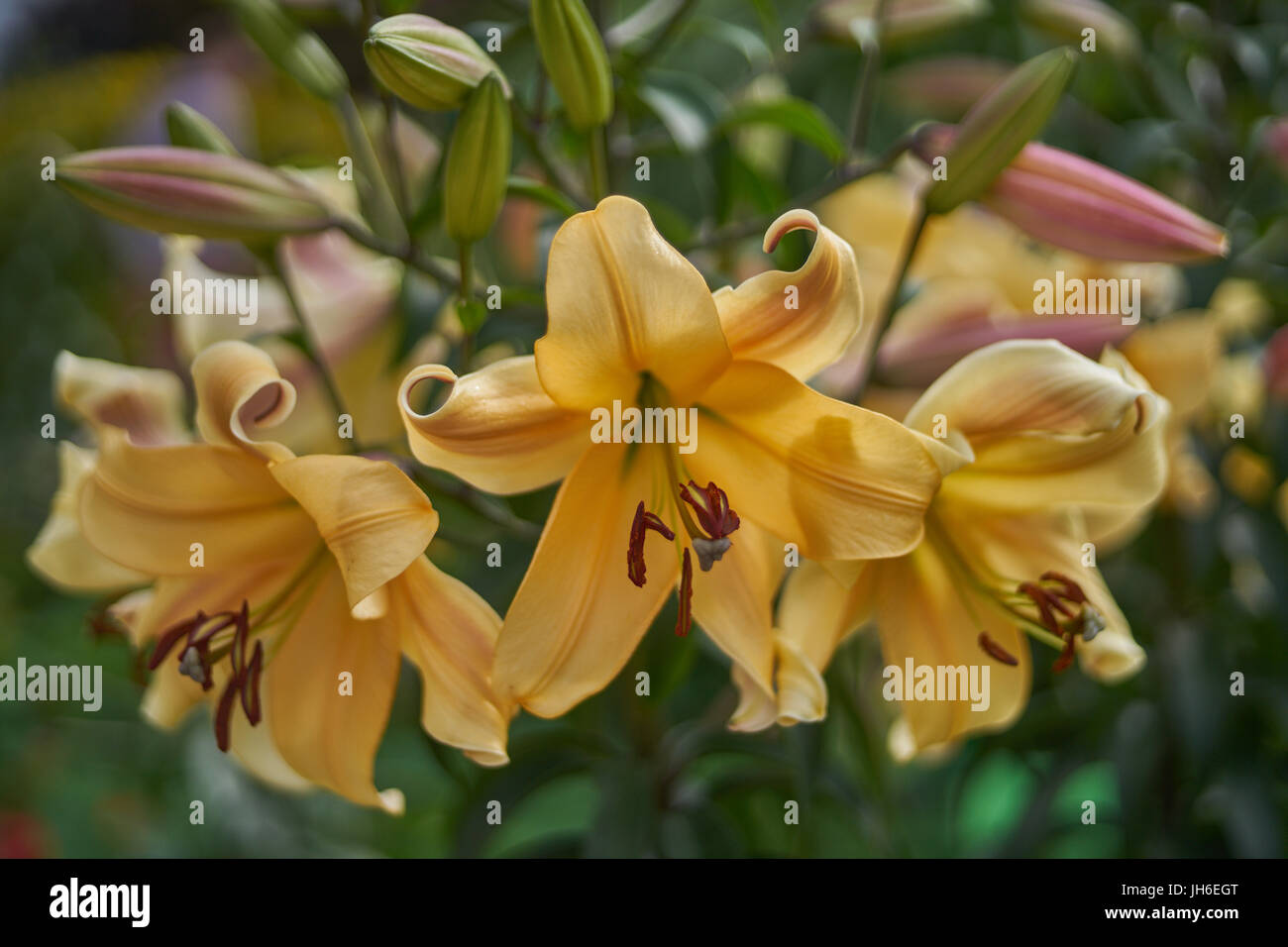 Abundant yellow lily blossom yellow lily flowers close up Lilium orania ...